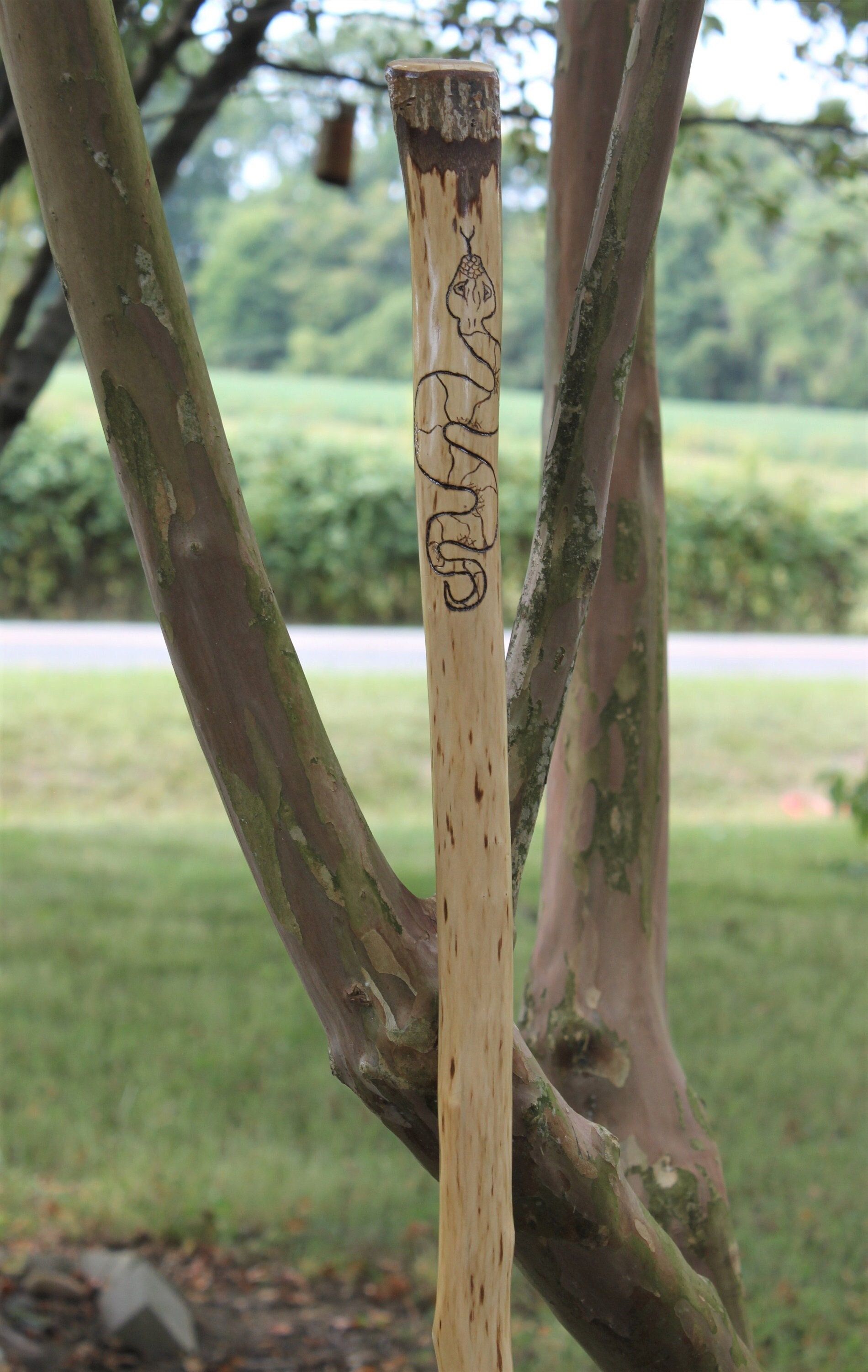 Sweet Gum Wood Snake Walking Staff, Hiking Stick, Walking Stick ...