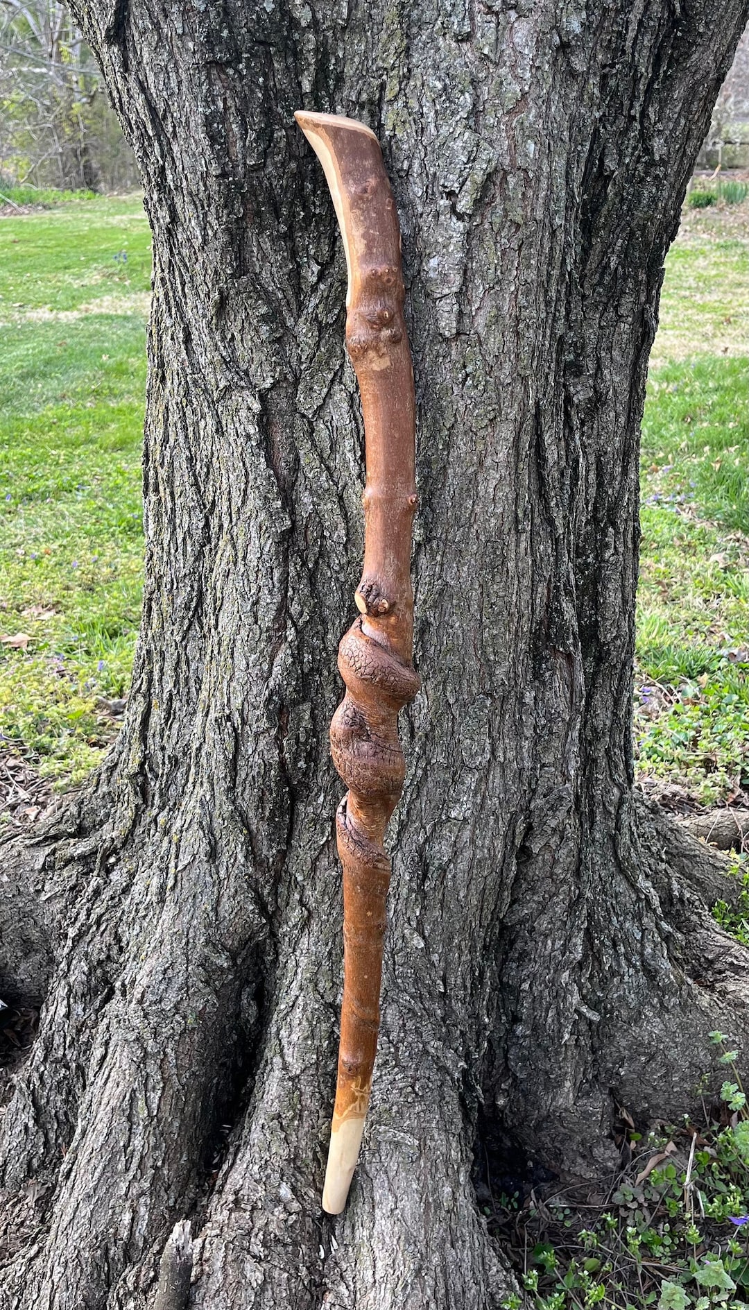 Twisted Maple Wood Walking Stick, Hiking Stick, Trekking Pole ...