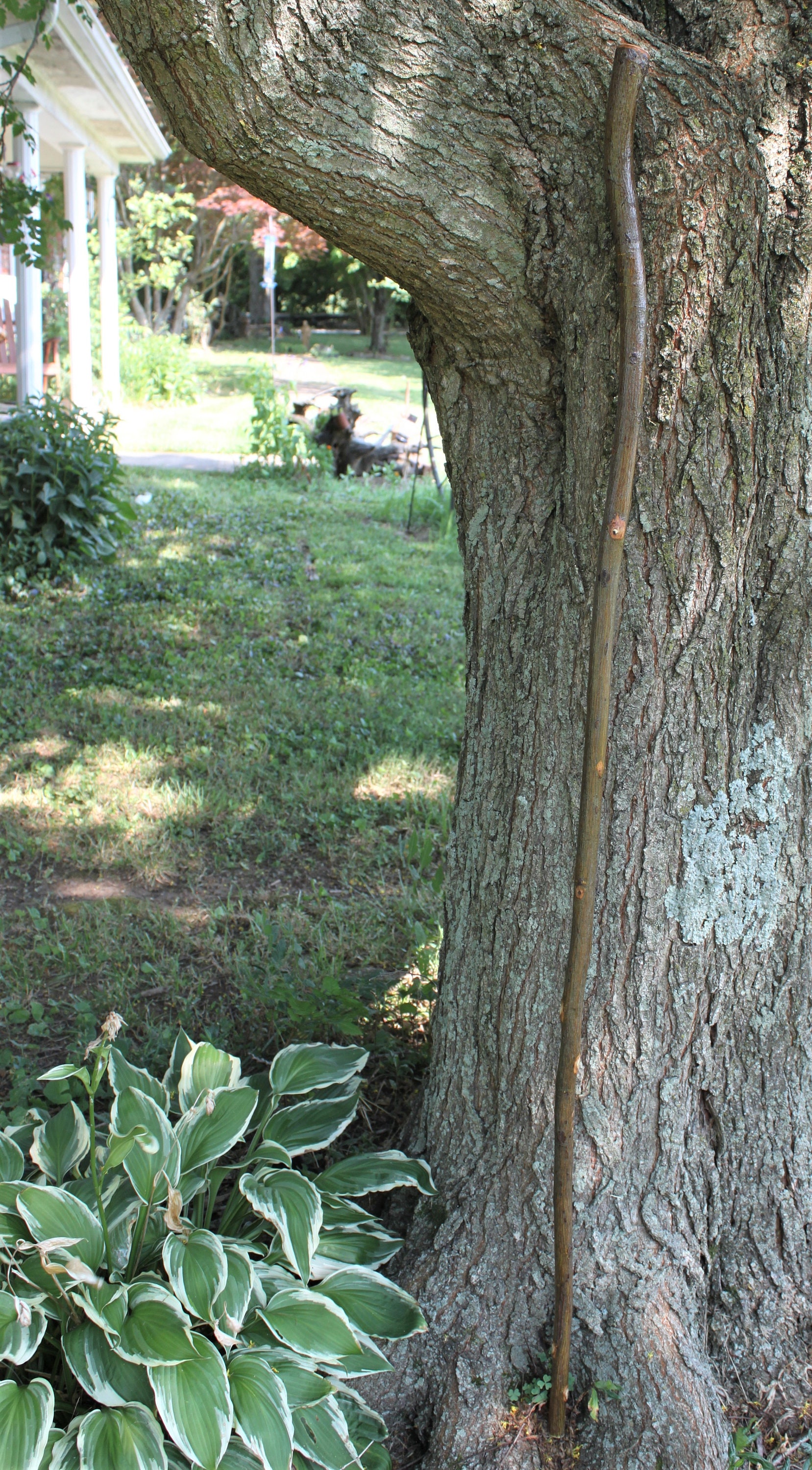 Handcrafted Hickory Wood Staff Walking Stick Hiking Stick - Etsy