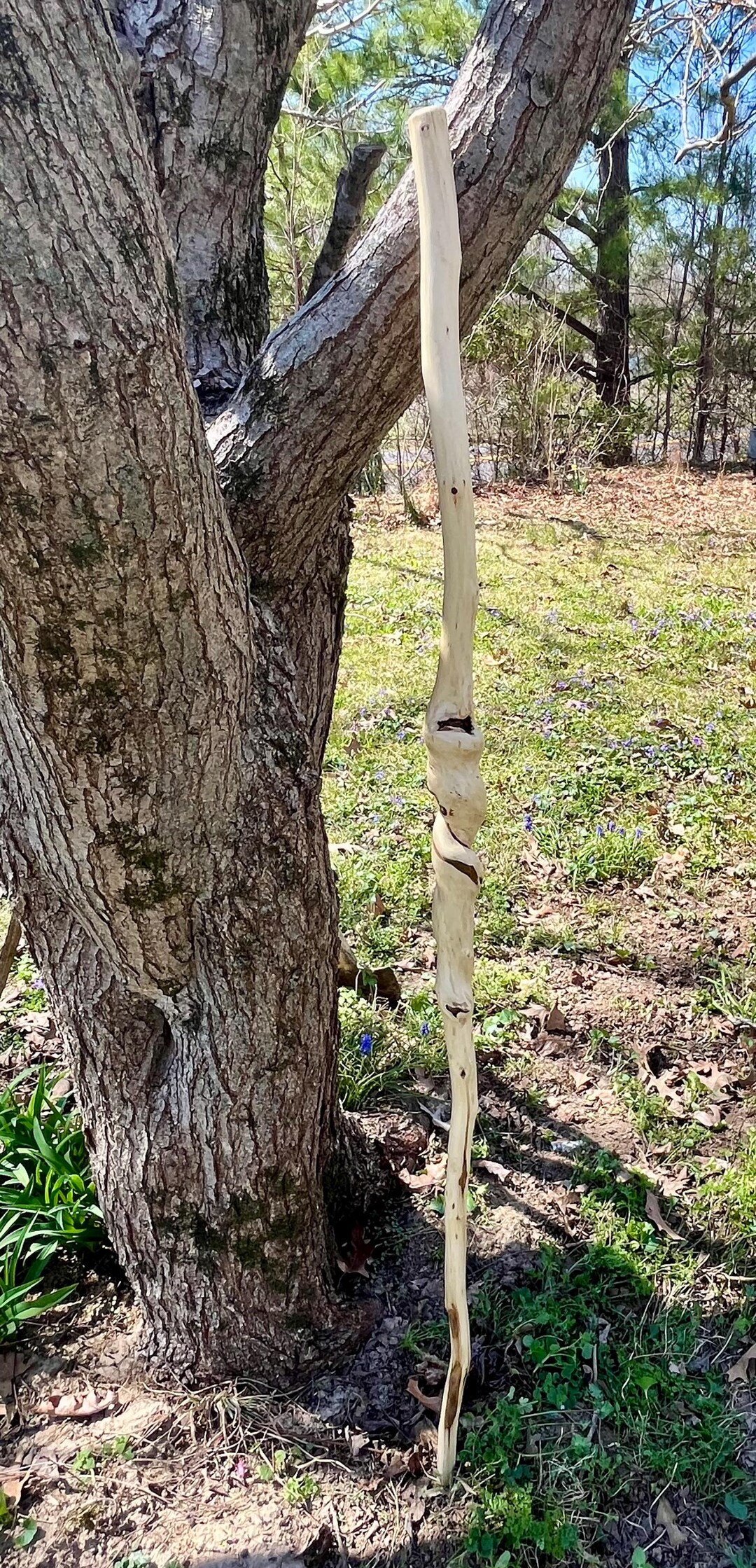 Twisted Sweet Gum Wood Walking Staff, Hiking Stick, Walking Stick ...
