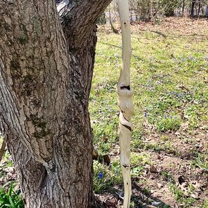 Twisted Sweet Gum Wood Walking Staff, Hiking Stick, Walking Stick ...