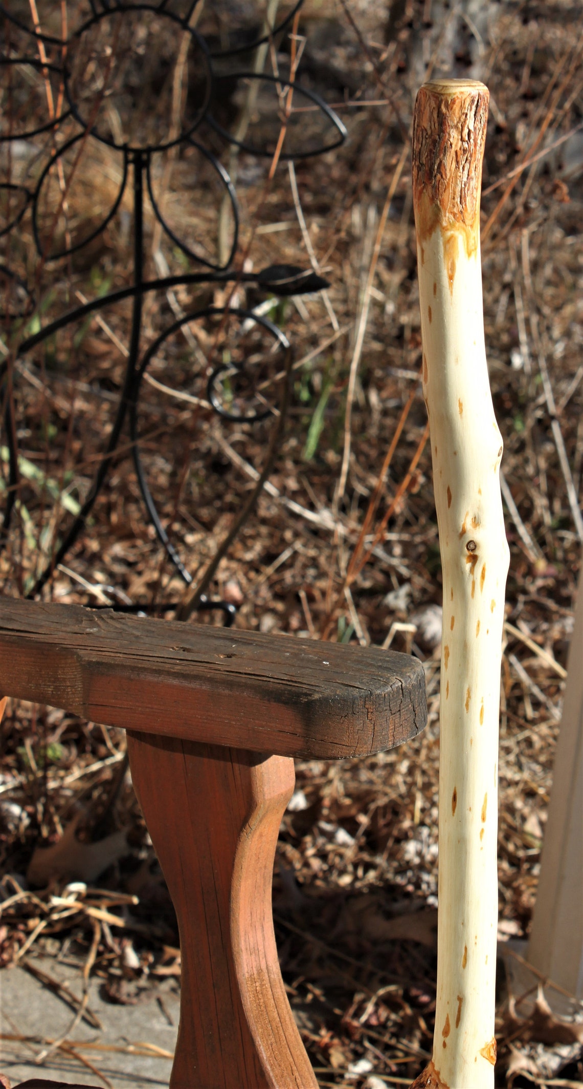 Naturally Twisted Sassafras Wood Cane Walking Stick Trekking - Etsy