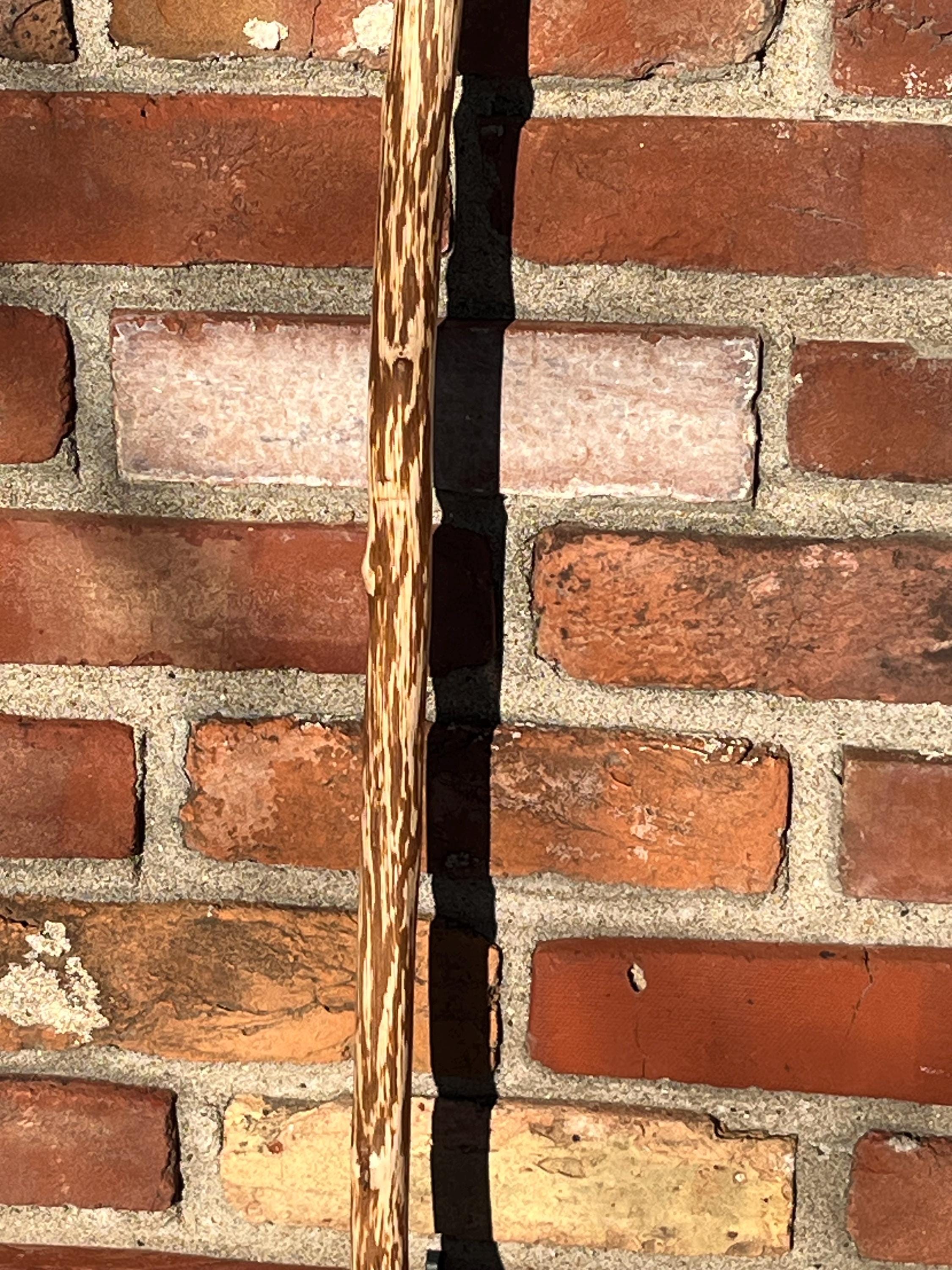Hazel Nut Wood Cane, Penny Stick, Walking Staff, Hiking Stick, Walking ...