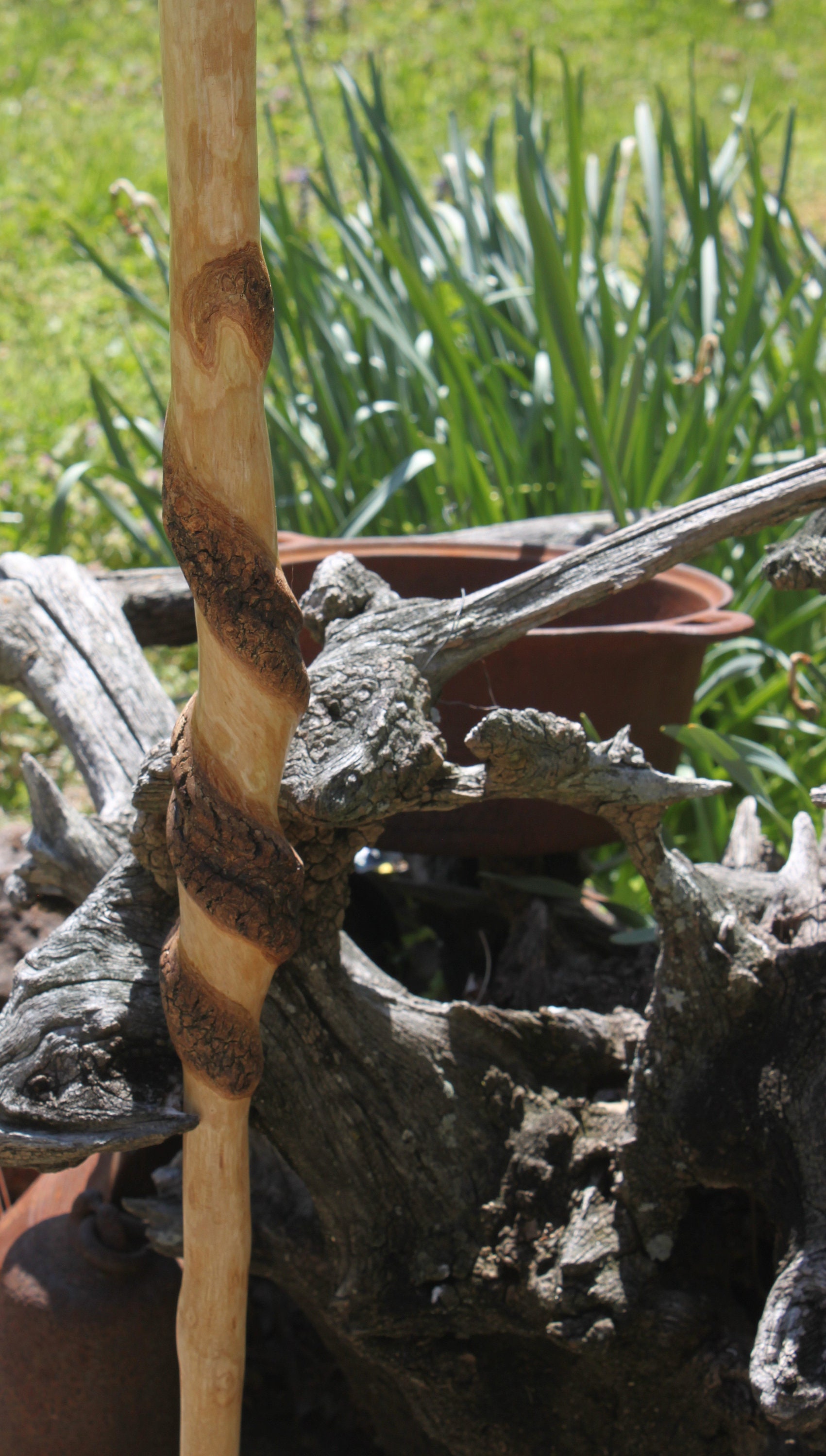Twisted Ash Wood Cane Walking Stick Gentleman's Cane | Etsy
