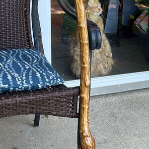 Naturally Twisted Sassafras Wood Cane, Walking Stick, Trekking Pole ...