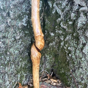 Naturally Twisted Sassafras Wood Cane, Walking Stick, Trekking Pole ...