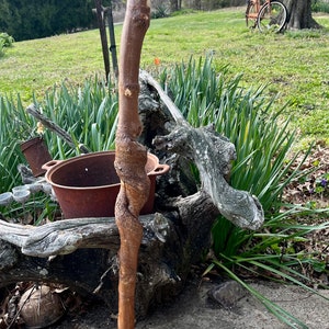 Twisted Maple Wood Walking Stick, Hiking Stick, Trekking Pole ...