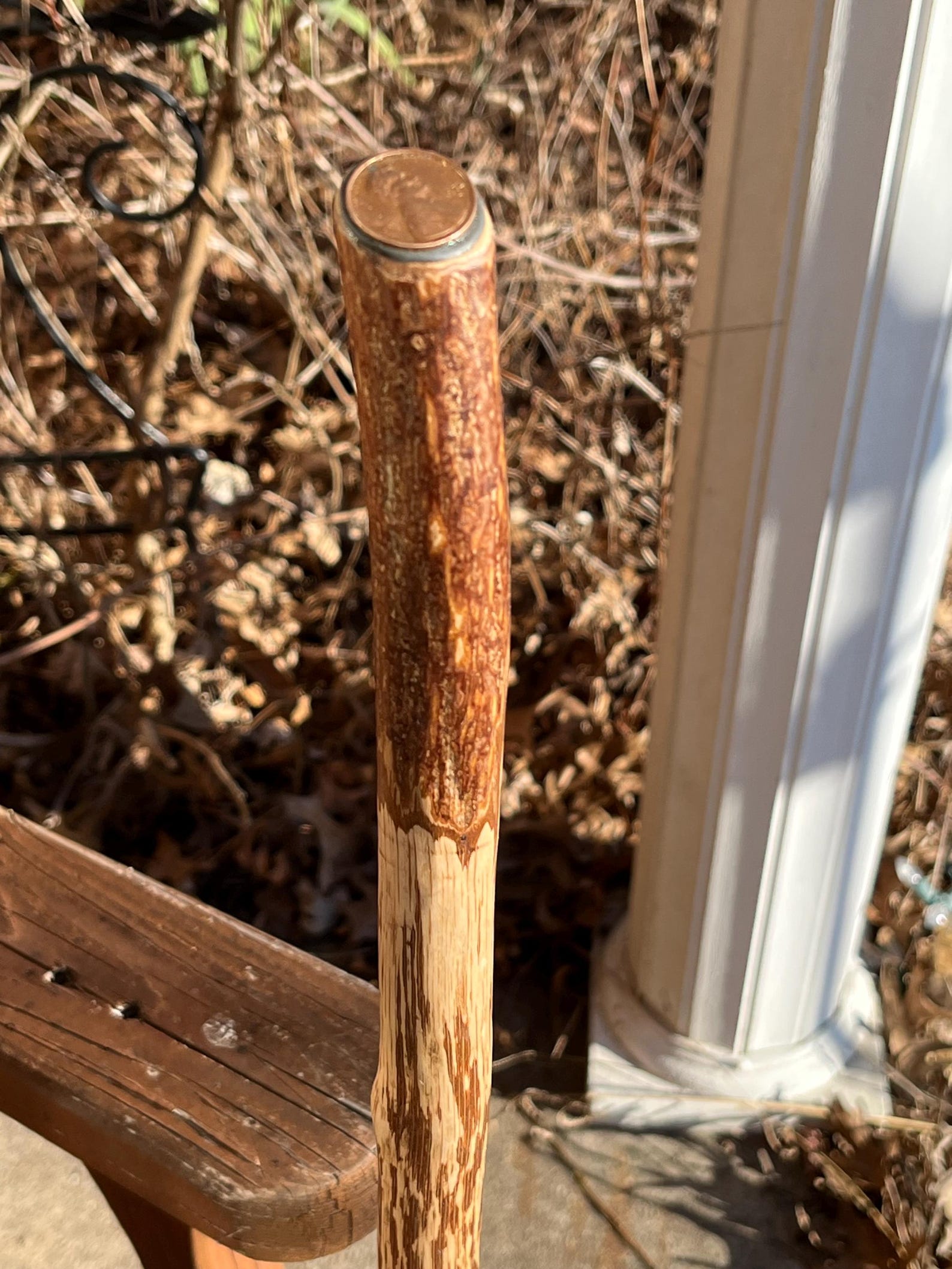 Hazel Nut Wood Cane, Penny Stick, Walking Staff, Hiking Stick, Walking ...