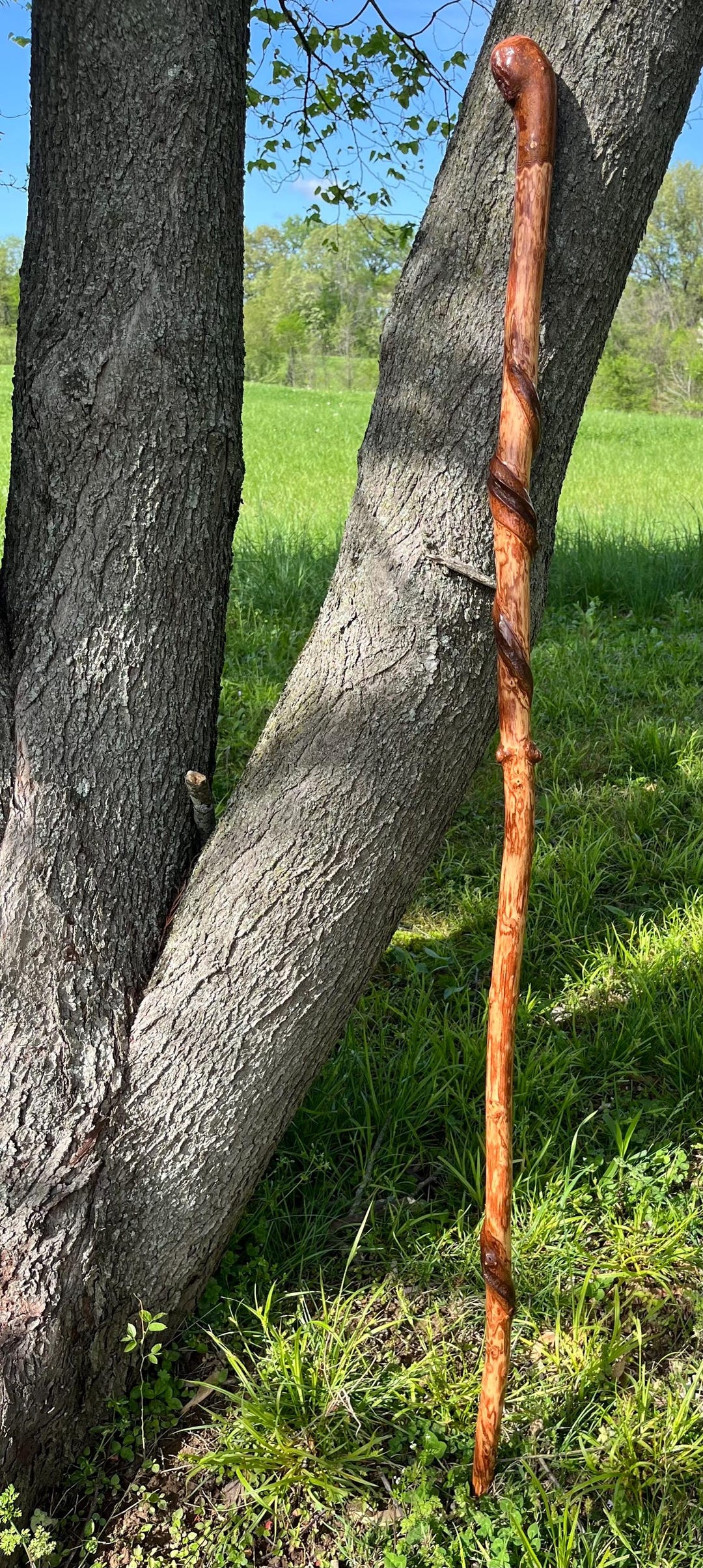 Twisted Sweet Gum Wood Walking Staff, Hiking Stick, Walking Stick ...