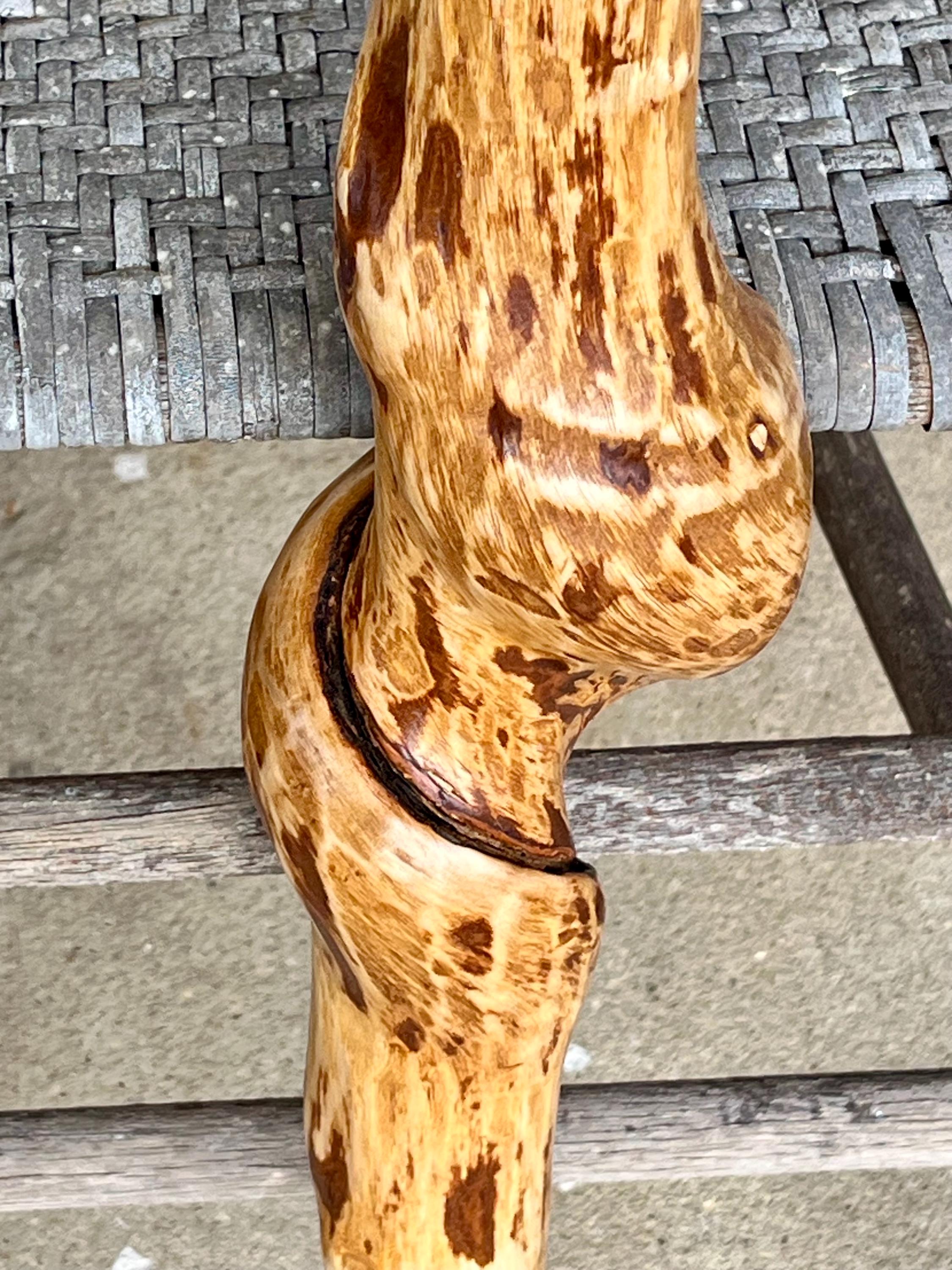 Naturally Twisted Sassafras Wood Cane, Walking Stick, Trekking Pole ...