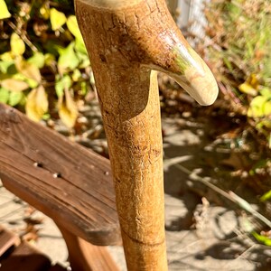 Twisted Ash Wood Staff, Walking Stick, Walking Cane, Hiking Stick ...