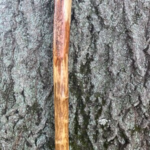 Naturally Twisted Sassafras Wood Cane, Walking Stick, Trekking Pole ...