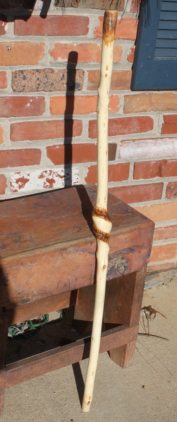 Naturally Twisted Sassafras Wood Cane Walking Stick Trekking - Etsy