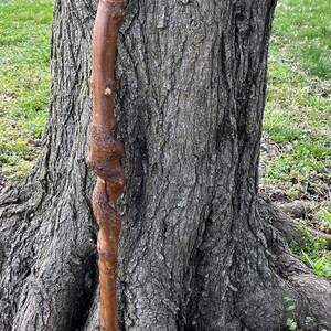 Twisted Maple Wood Walking Stick, Hiking Stick, Trekking Pole ...