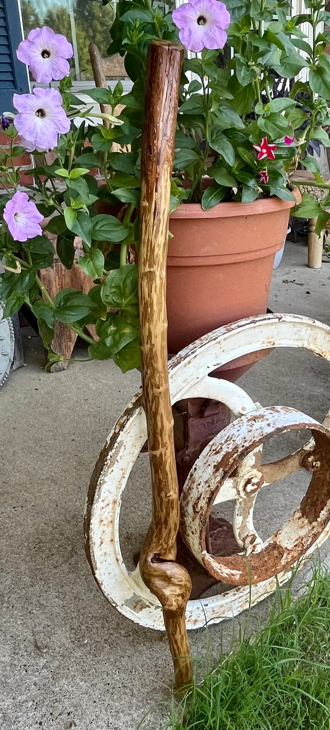 Naturally Twisted Sassafras Wood Cane, Walking Stick, Trekking Pole ...