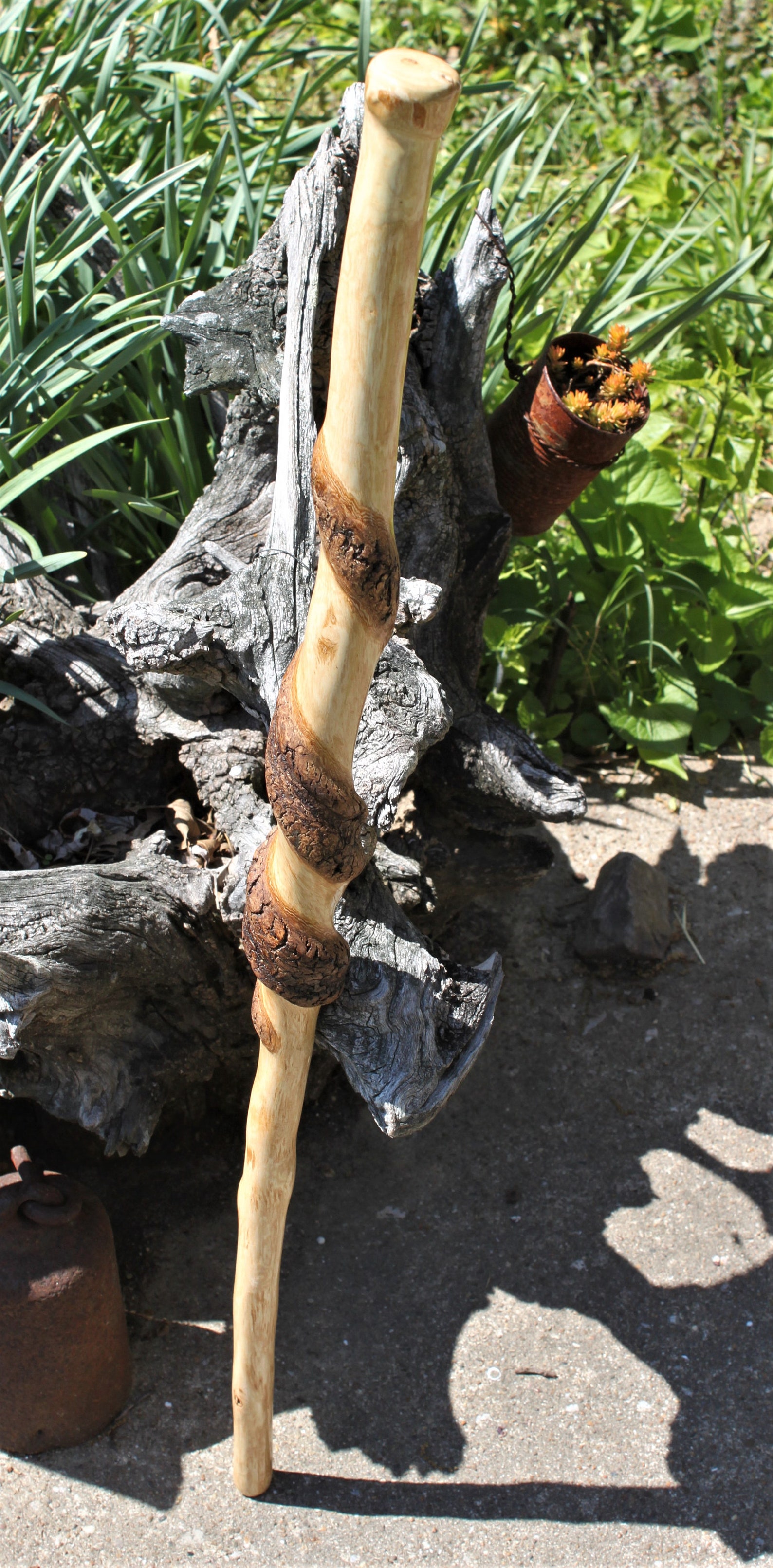 Twisted Ash Wood Cane Walking Stick Gentleman's Cane - Etsy
