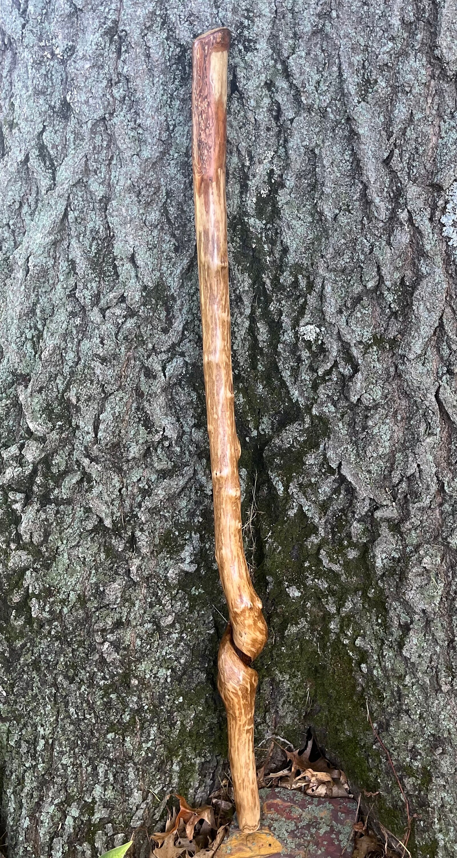 Naturally Twisted Sassafras Wood Cane, Walking Stick, Trekking Pole ...