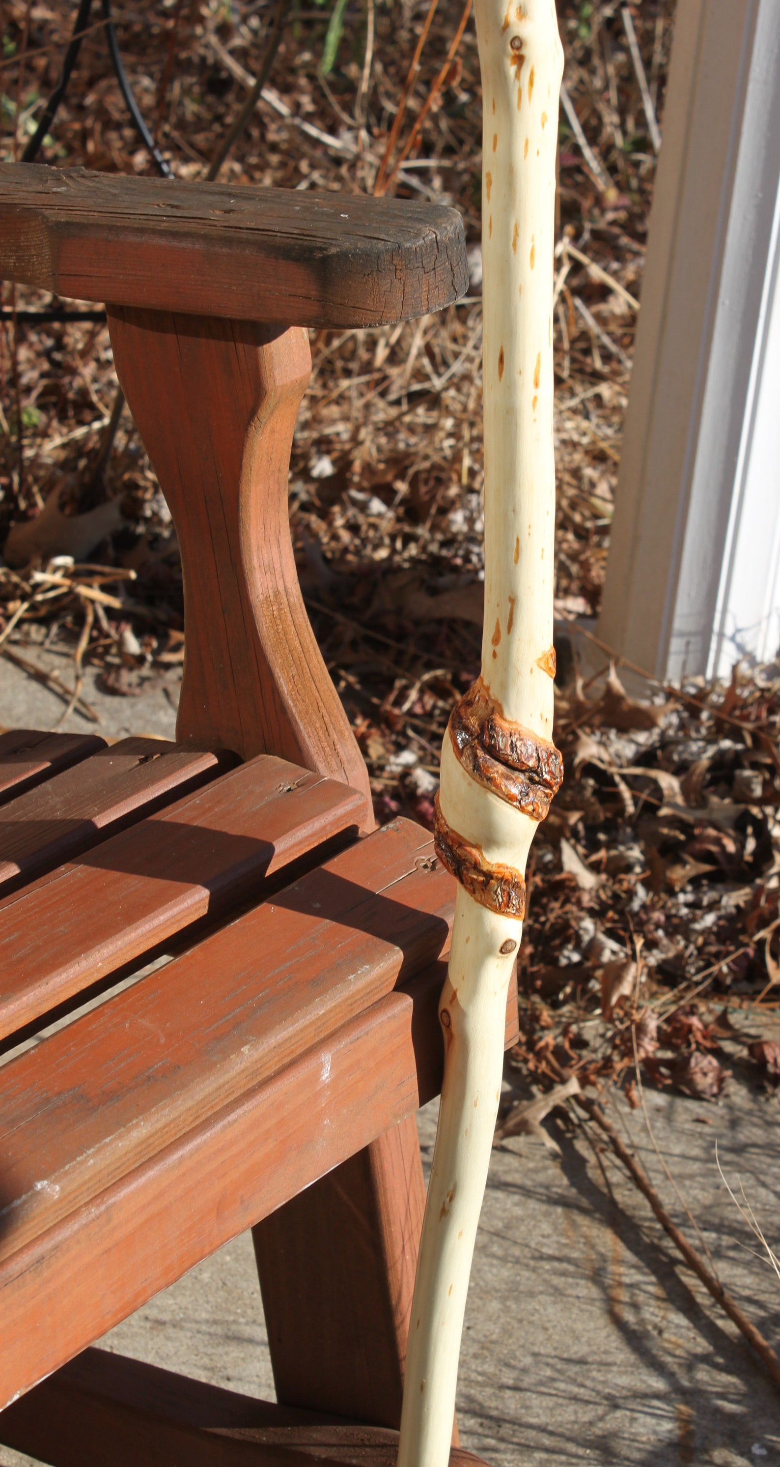 Naturally Twisted Sassafras Wood Cane Walking Stick Trekking - Etsy
