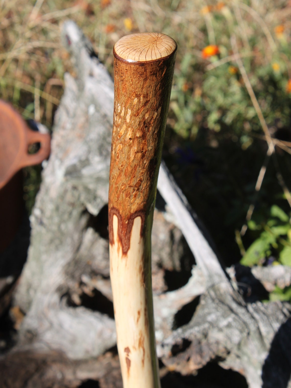 Twisted Sweet Gum Wood Cane Walking Stick Hiking Stick - Etsy