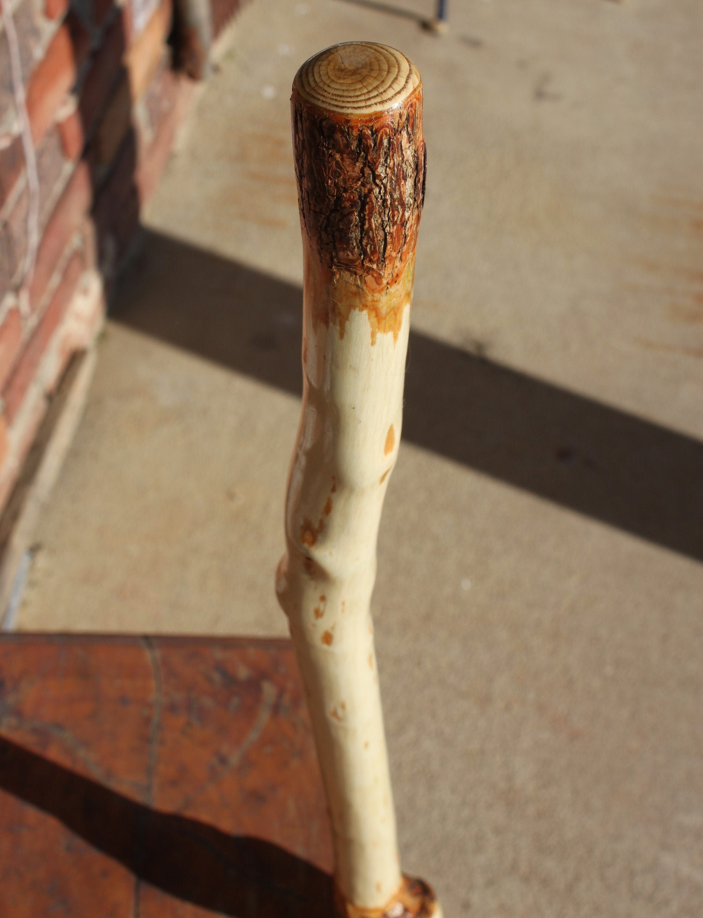 Naturally Twisted Sassafras Wood Cane, Walking Stick, Trekking Pole ...