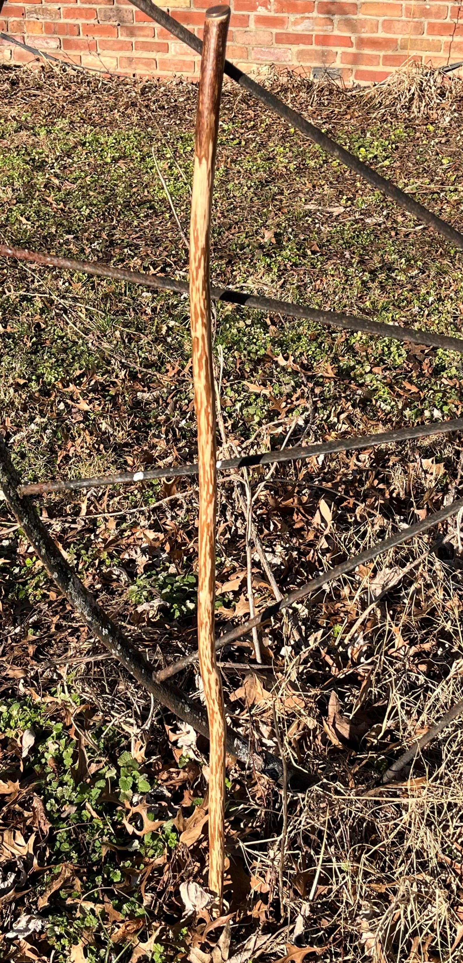 Hazel Nut Wood Cane, Penny Stick, Walking Staff, Hiking Stick, Walking ...
