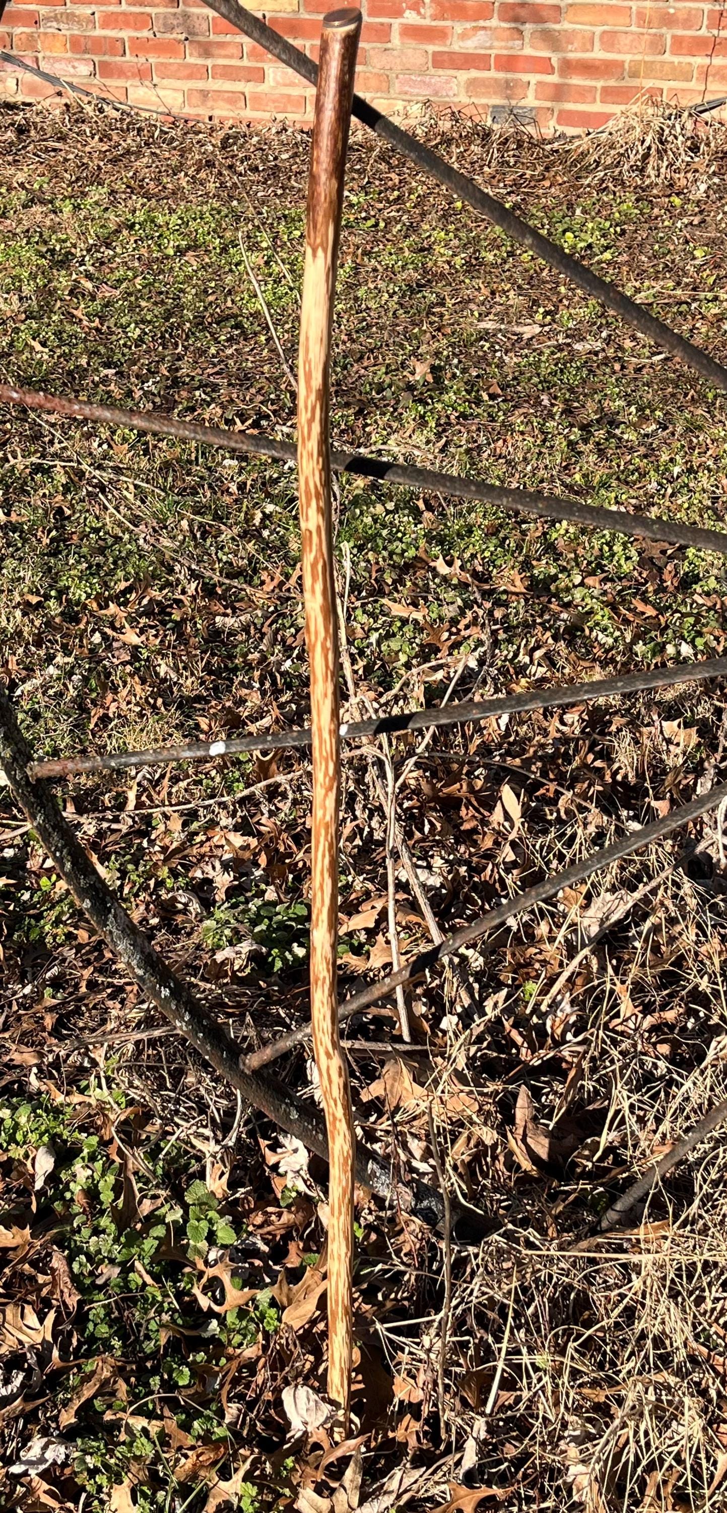 Hazel Nut Wood Cane, Penny Stick, Walking Staff, Hiking Stick, Walking ...