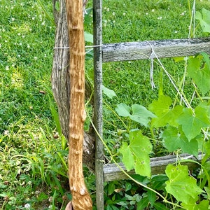 Naturally Twisted Sassafras Wood Cane, Walking Stick, Trekking Pole ...