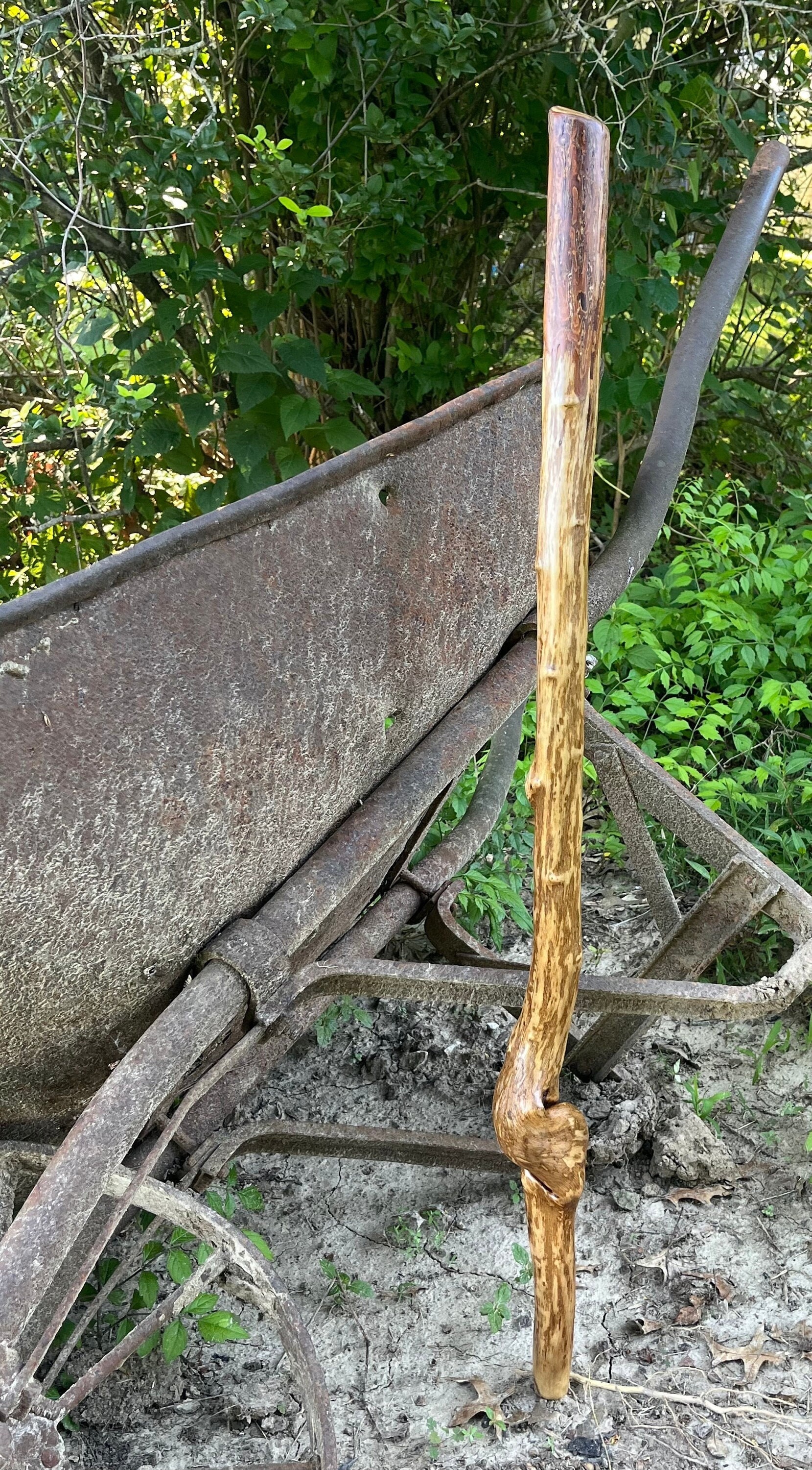 Naturally Twisted Sassafras Wood Cane, Walking Stick, Trekking Pole ...