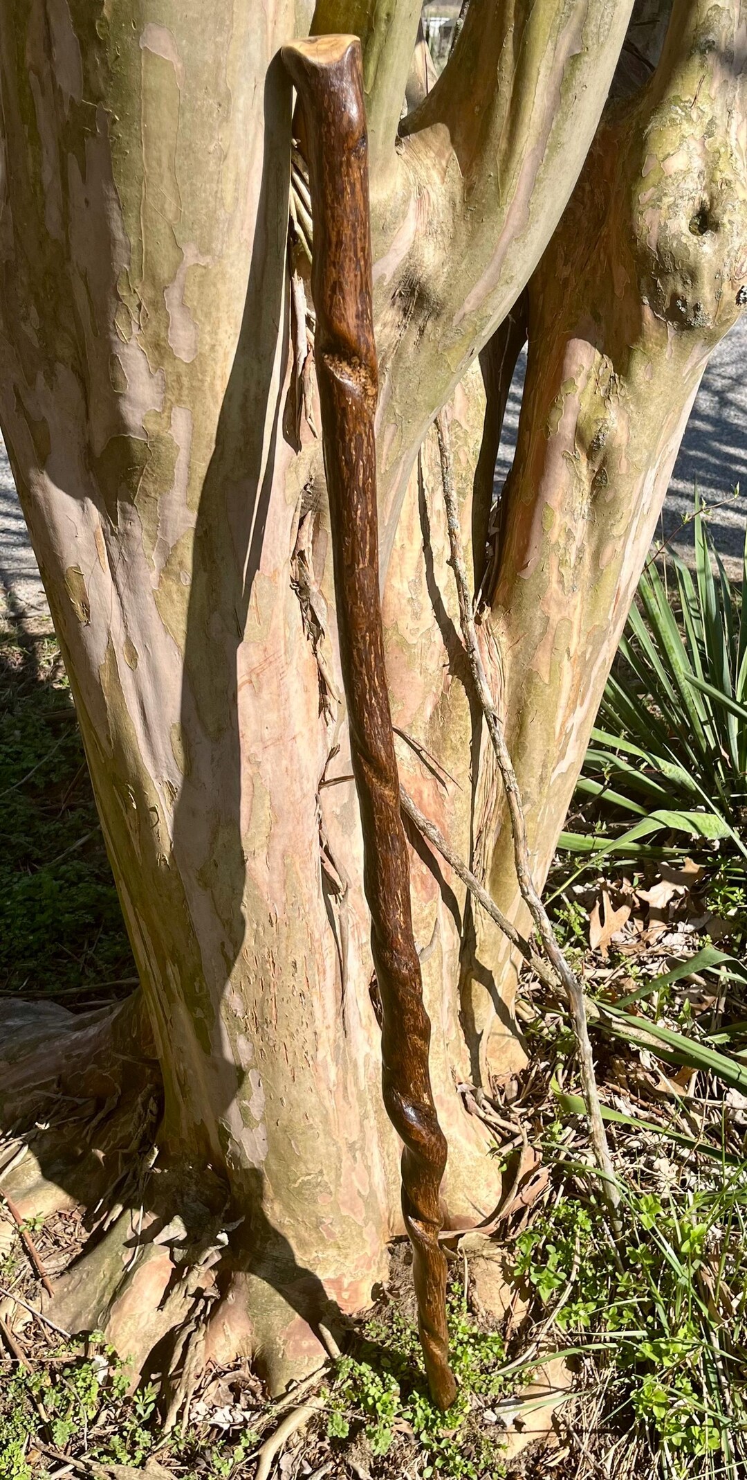 Twisted Wild Pecan Wood Walking Stick, Hiking Stick, Trekking Pole ...