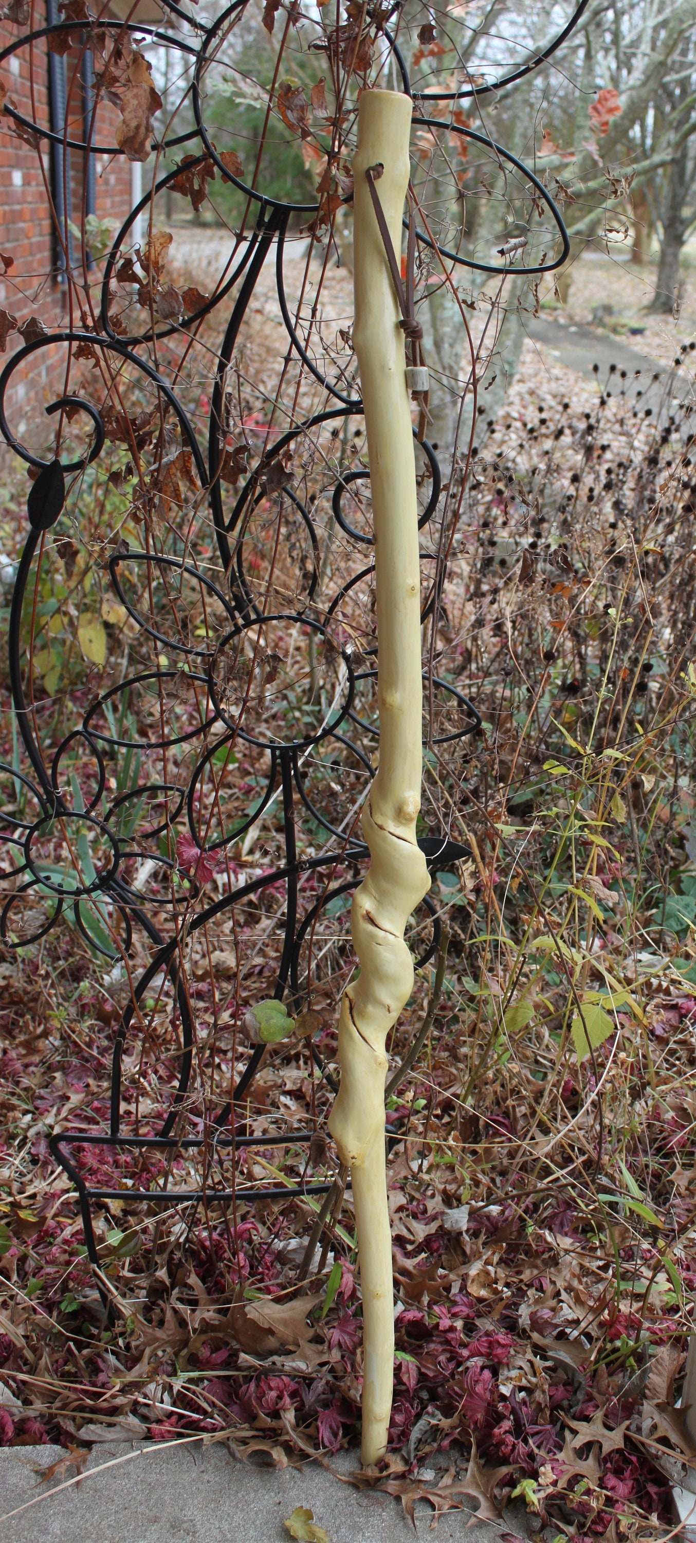Twisted Box Elder Wood Cane Walking Stick Hiking Stick Trekking Pole or ...