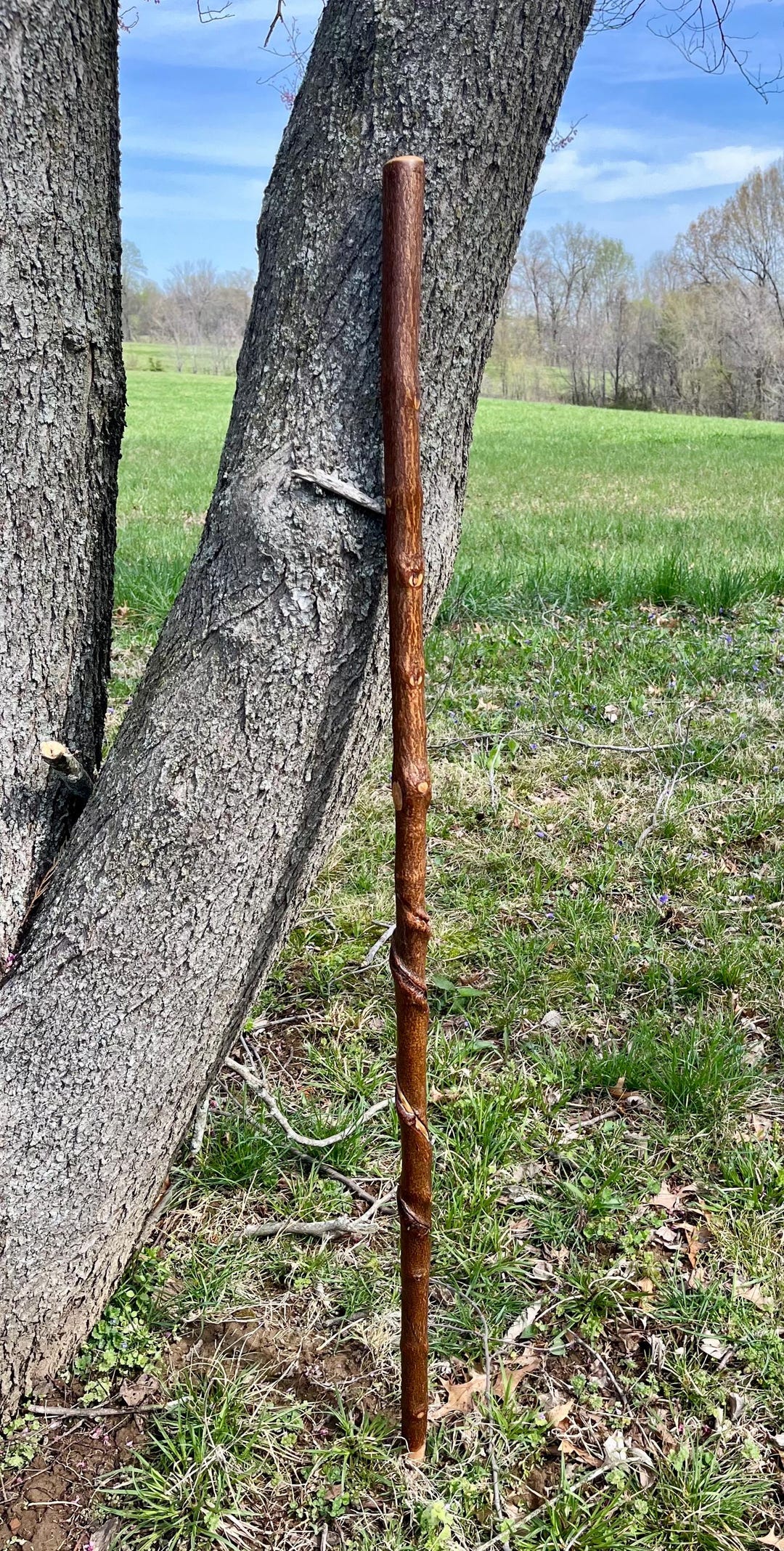Handcrafted Twisted Dogwood Walking Stick, Hiking Stick, Cane, Staff ...