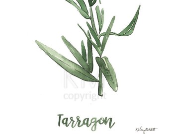 Watercolor Painting Cilantro Herb Print Watercolor Wall Art | Etsy