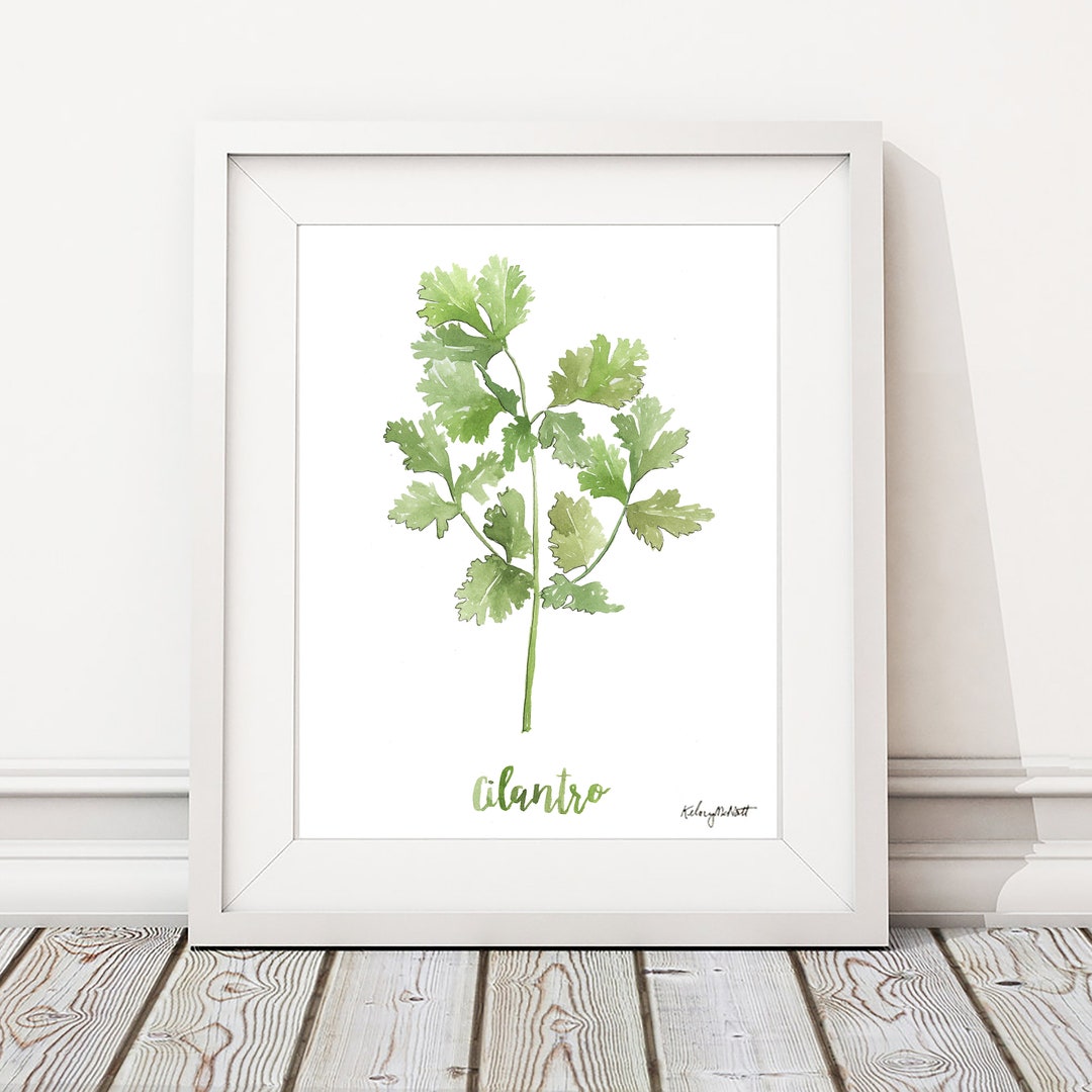 Watercolor Painting Cilantro Herb Print, Watercolor Wall Art ...