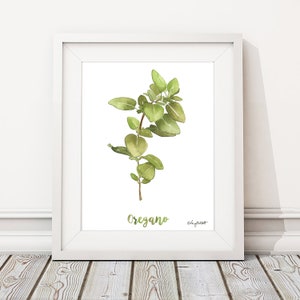 Watercolor Painting Oregano Herb Print, Watercolor Wall Art ...
