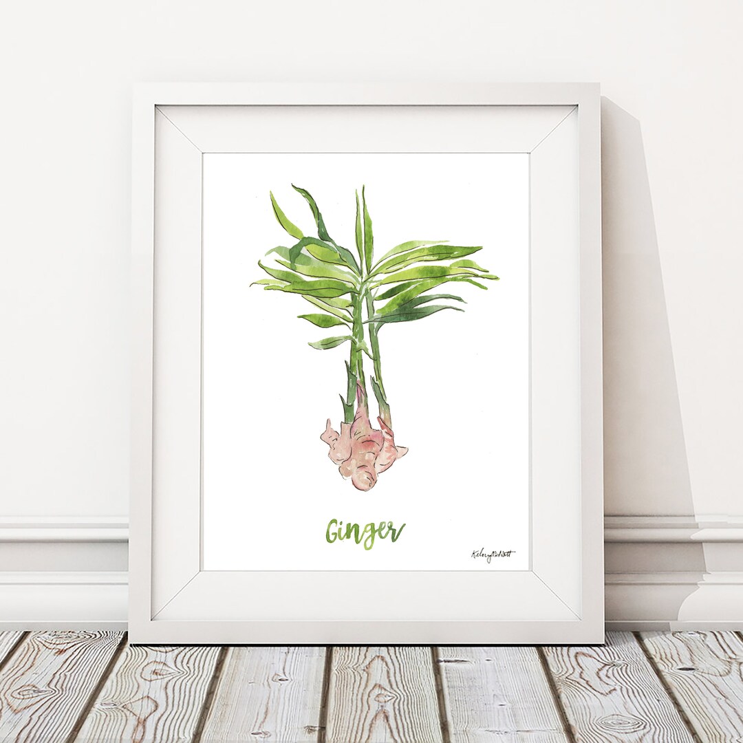Ginger Plant Print, Kitchen Print, Herbs Wall Art Housewarming Gift ...