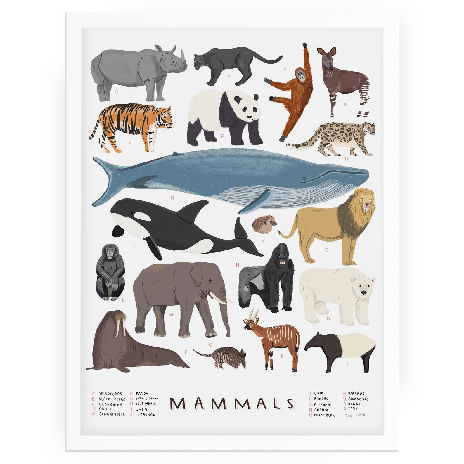 Mammals Illustrated Print Mammals Illustration Animal Print | Etsy