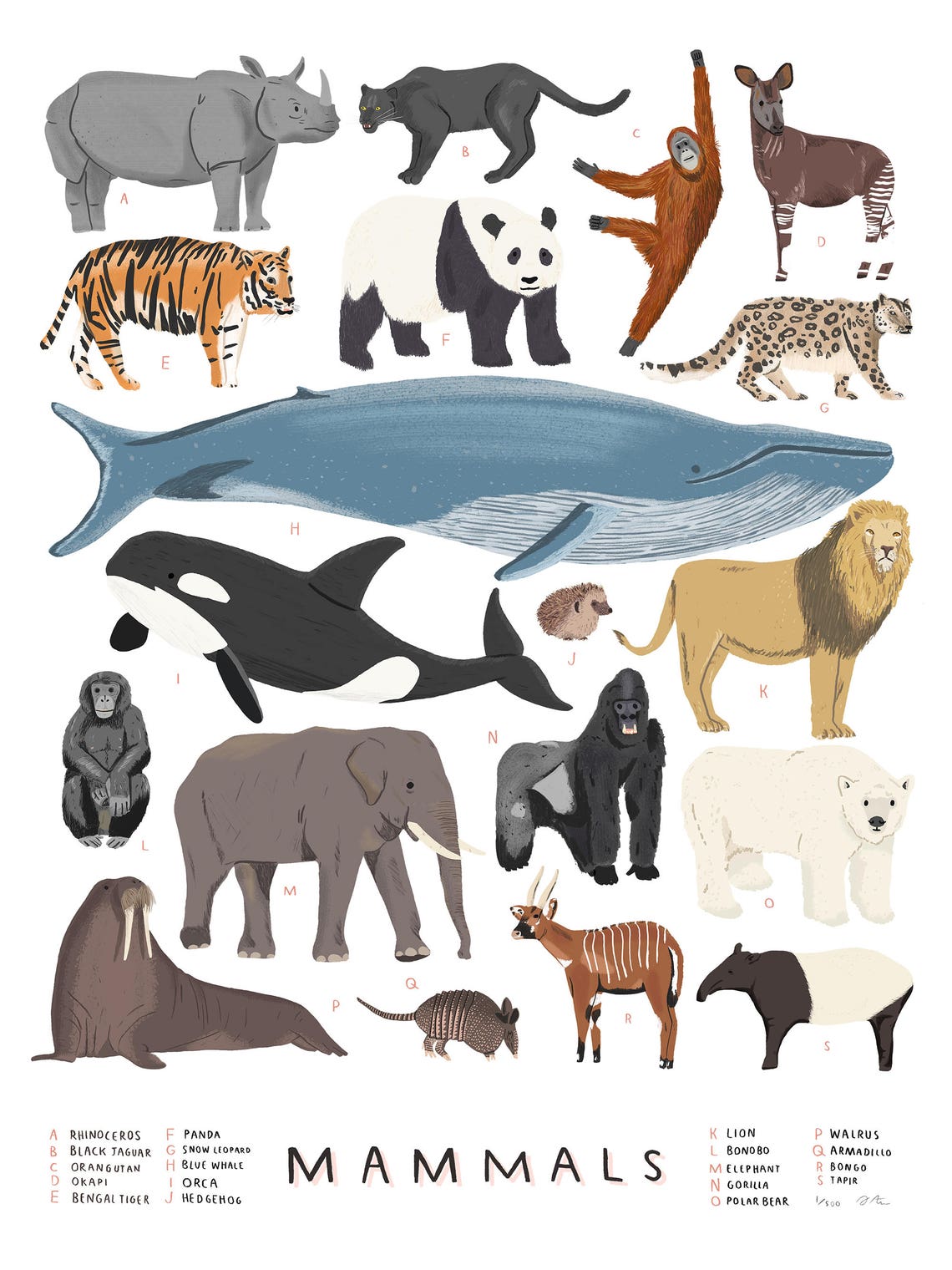 Mammals Illustrated Print - Mammals Illustration Animal Print Animal ...