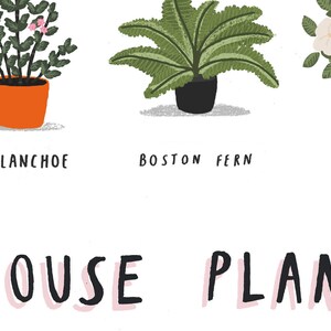 House Plants Illustrated Print - Plant Print House Plants Botany ...