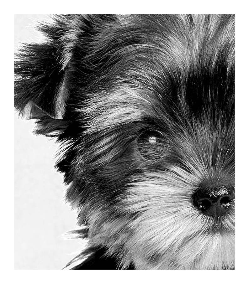 Yorkie Print Dog Portrait Puppy Print Dog Art Pet Art Nursery | Etsy