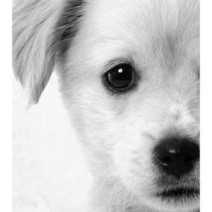 Yellow Lab Print Dog Portrait Puppy Print Dog Art Pet Art Nursery Art ...