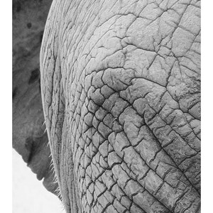 Elephant Prints Front and Back Elephant Nursery Art Cute Nursery Decor ...