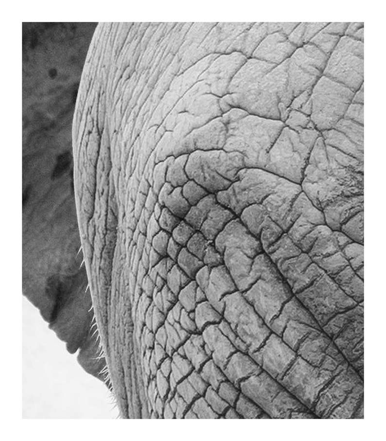 Elephant Prints Front and Back Elephant Nursery Art Cute Nursery Decor ...