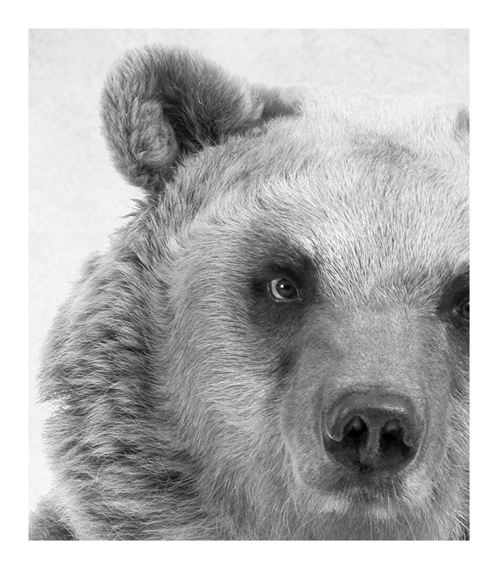 Animal Art Bear Print Big Bear Grizzly Bear Animal Poster Animal Print ...