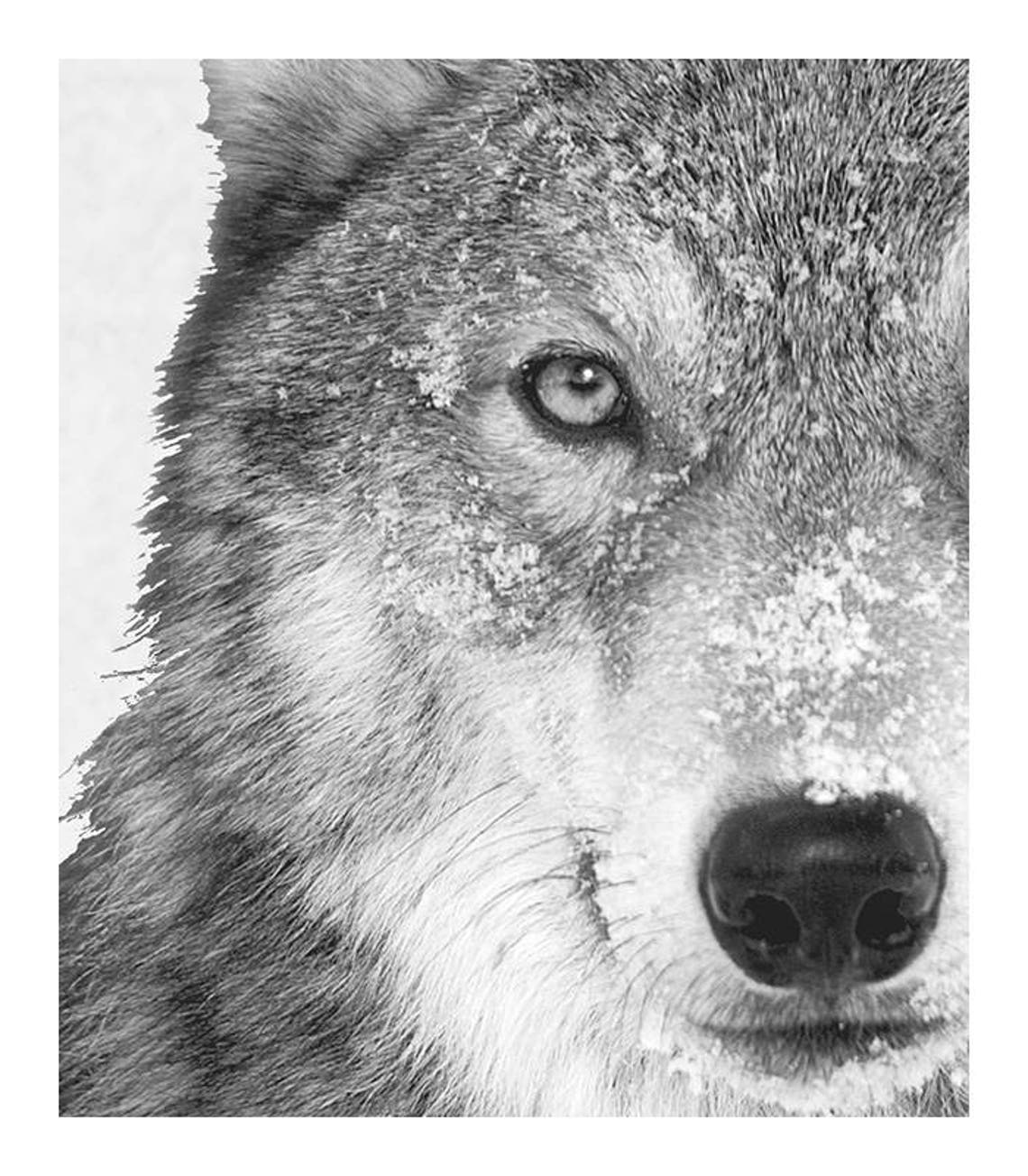 Wolf Print Animal Portraits Large Art Kids Room Art Prints Animal ...