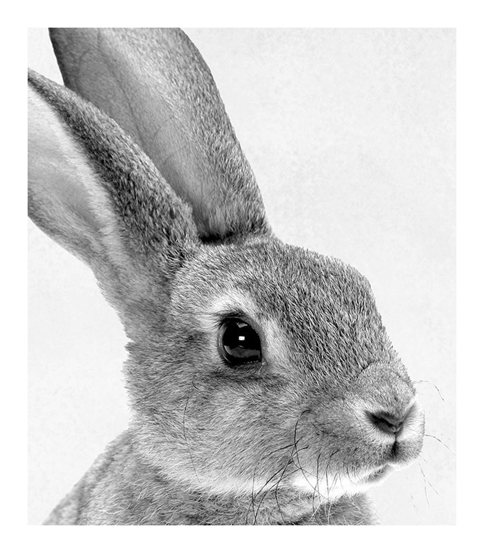 Set of Three Baby Animal Prints Nursery Art Prints Black and White Art ...