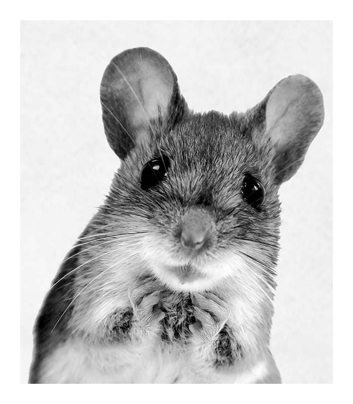 Baby Mouse Print Woodland Animal Nursery Prints Cute Nursery - Etsy Canada