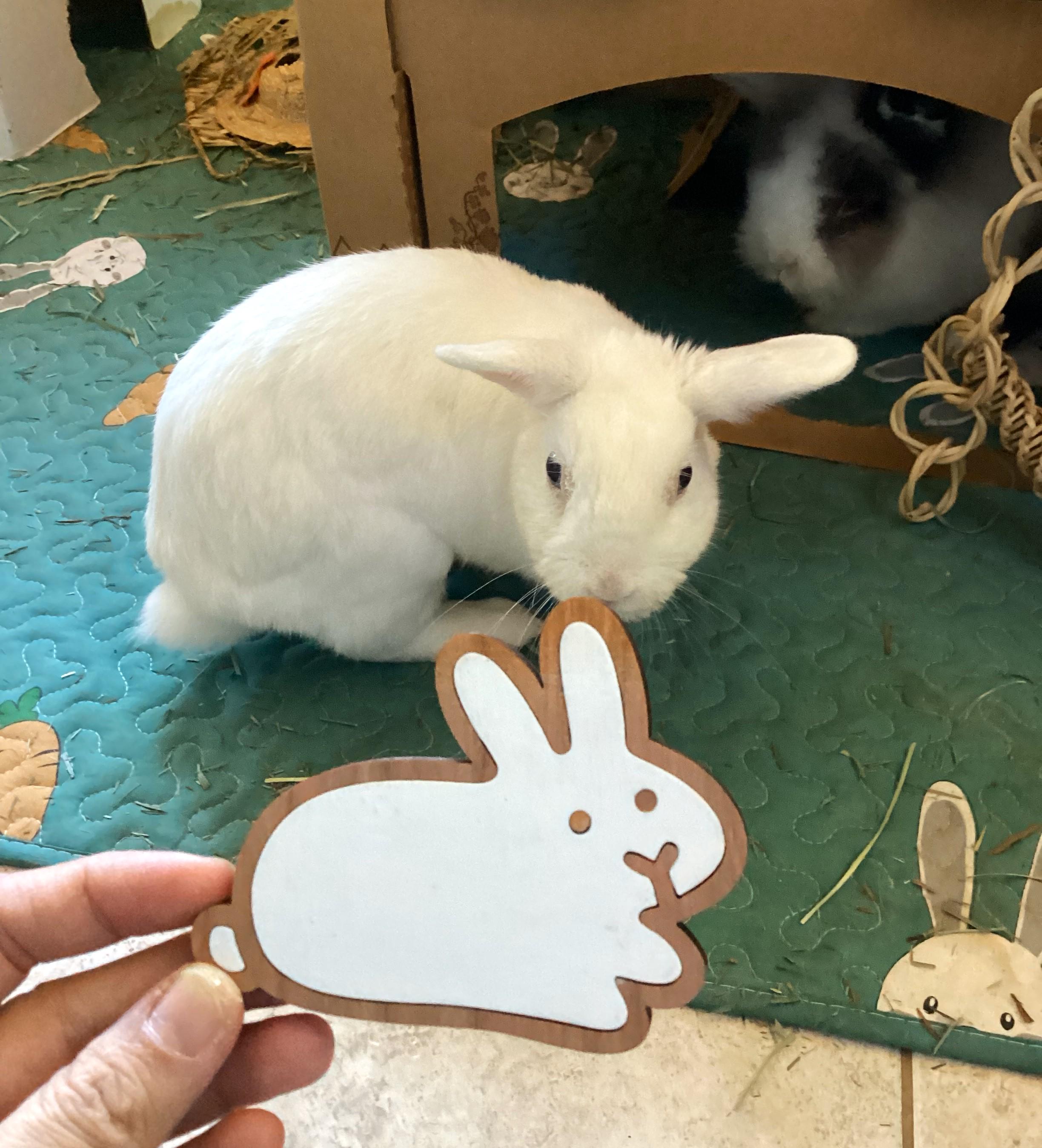 Custom Big Bunny Magnet (one), Personalized Painted Rabbit Magnet - Etsy