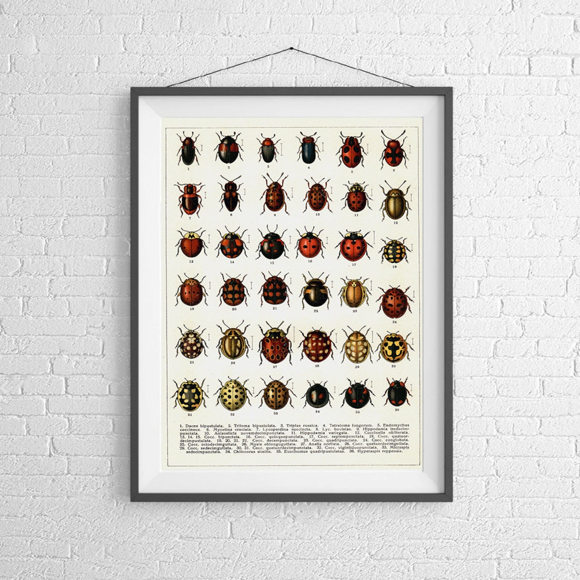 Scientific Illustration of Beetles Art Print Poster - Etsy