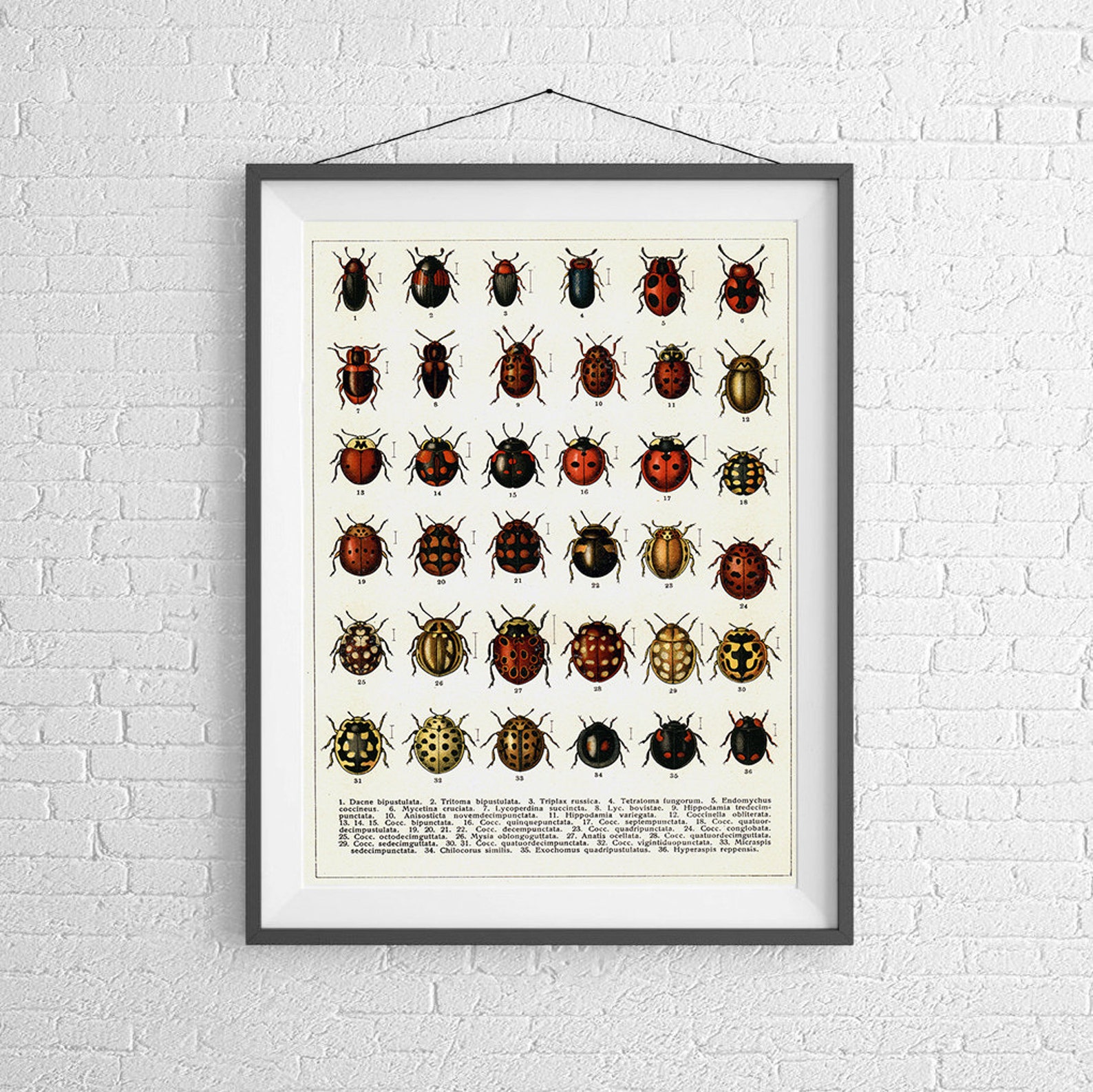 Scientific Illustration of Beetles Art Print Poster - Etsy