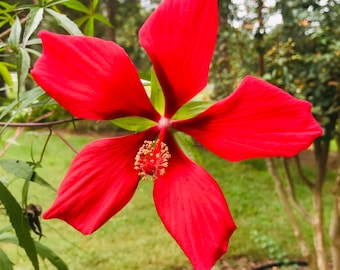 10 Giant Red Star Hibiscus Flower Seeds-1096a - Etsy